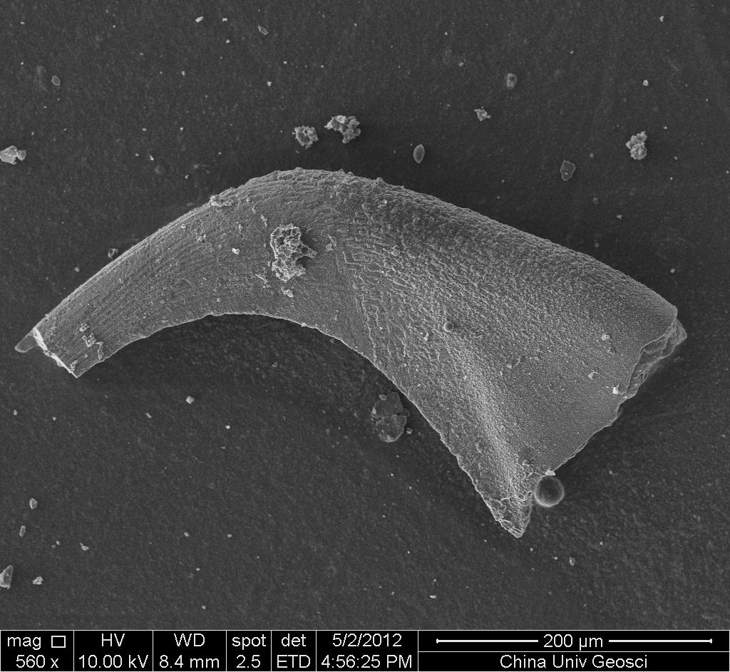 实物资料——湖北省宜昌市黄花场金钉子剖面标本